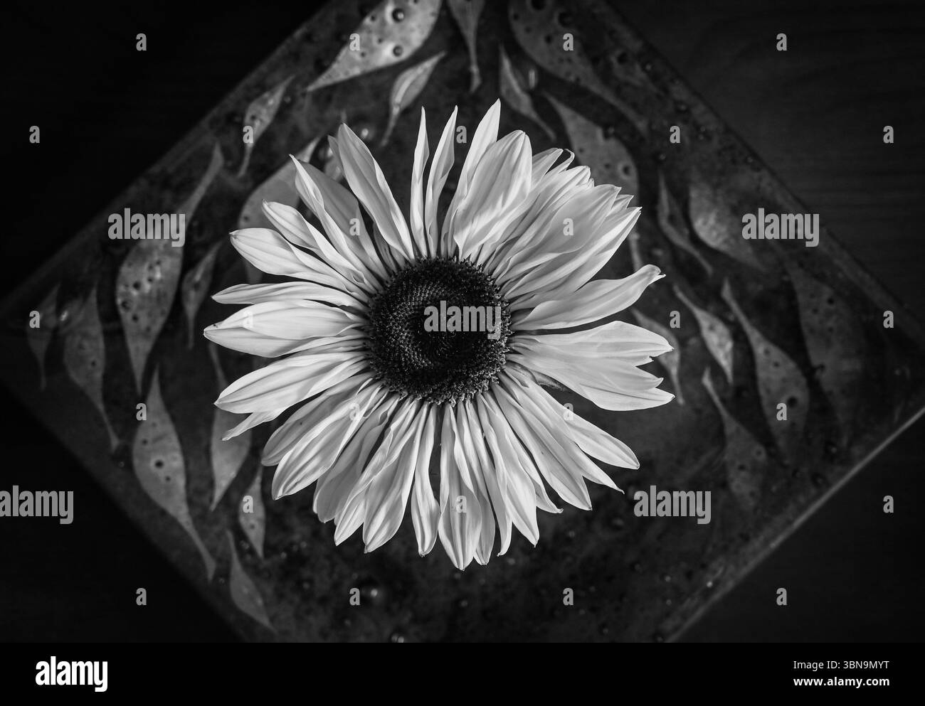 Common sunflower ( Helianthus annuus ) with single flower in a small ...