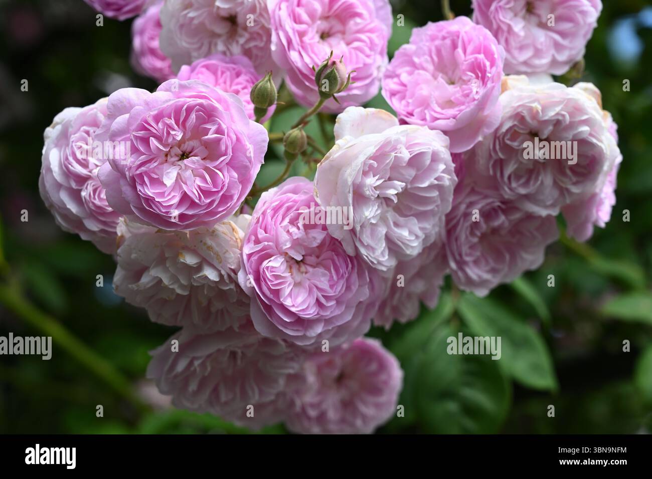 Clusters of soft pink double flowers on rambler rose, Rosa 'Laure ...