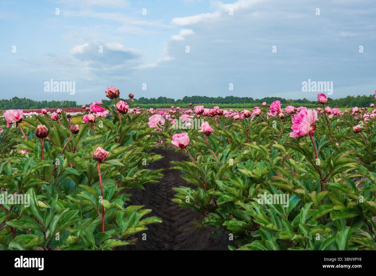 Agricultural cultivation of Peonies, long rows of pink flowers under a ...