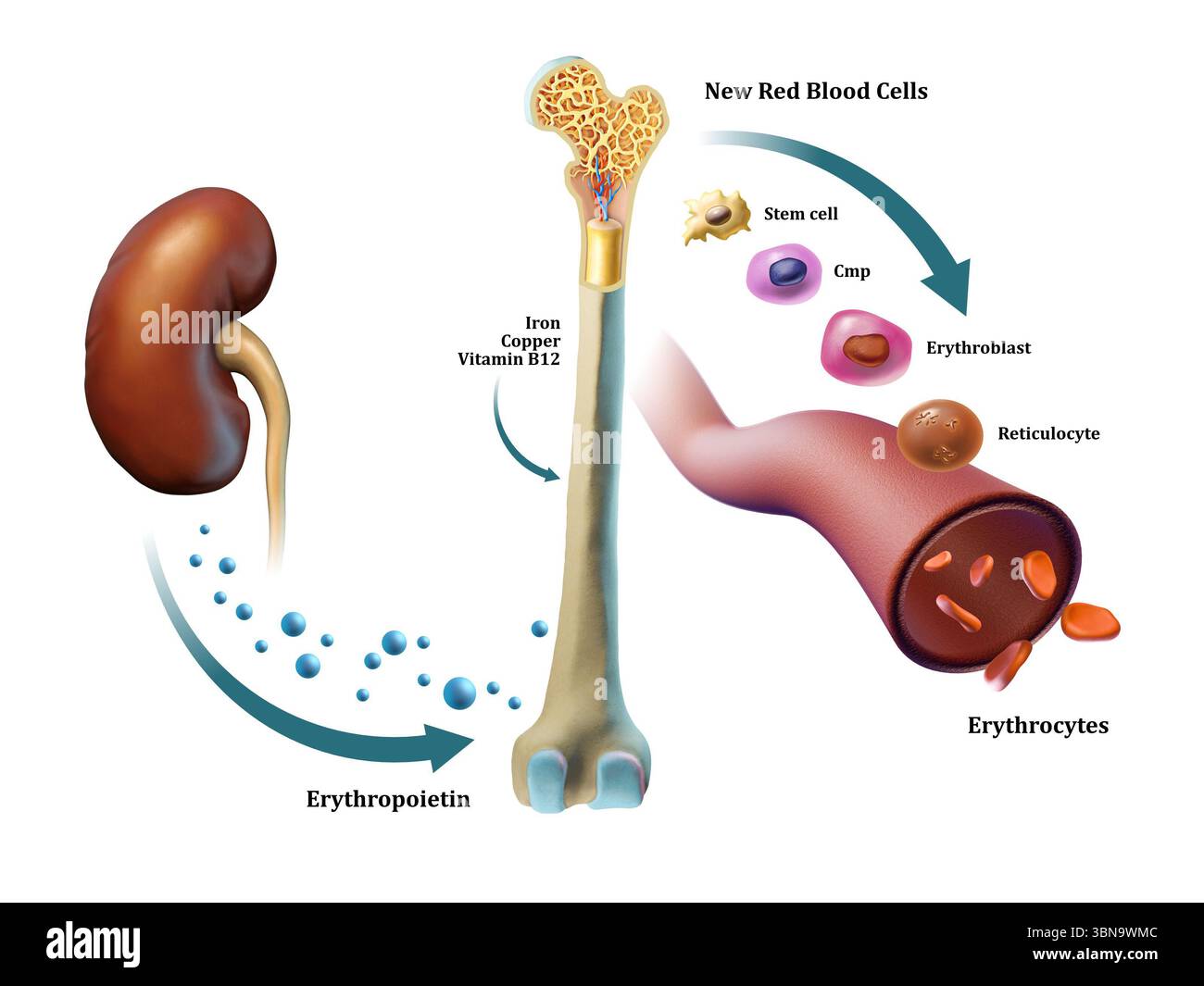 Erythropoiesis, red blood cells formation in bone marrow. Digital ...