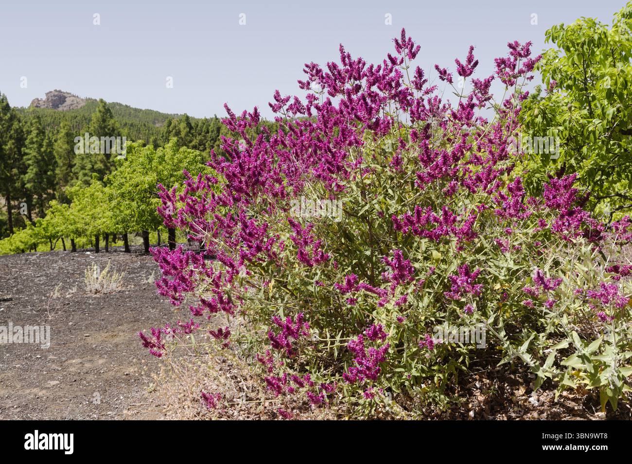 Flora of Gran Canaria - Salvia canariensis, Canary Island sage ...