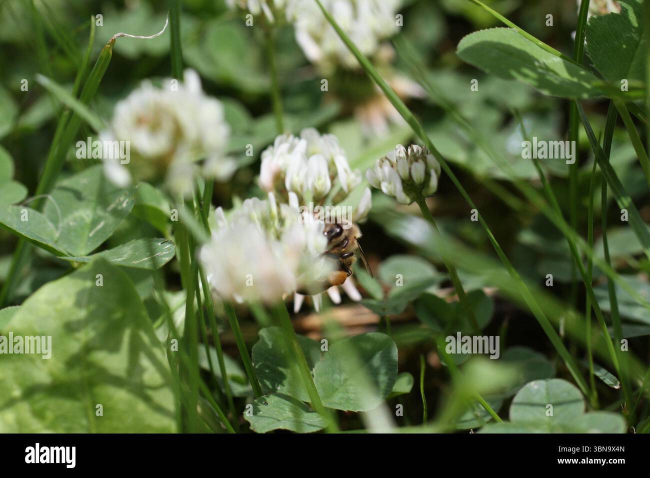 bee on white flower with pollen Apis mellifera A honeybee (Apis ...