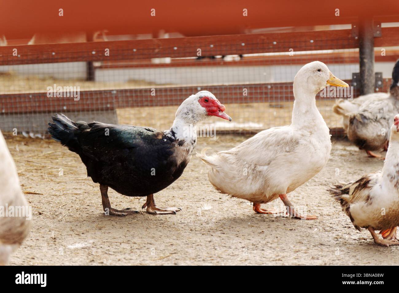 Picturesque flock geese foraging on hi-res stock photography and images ...