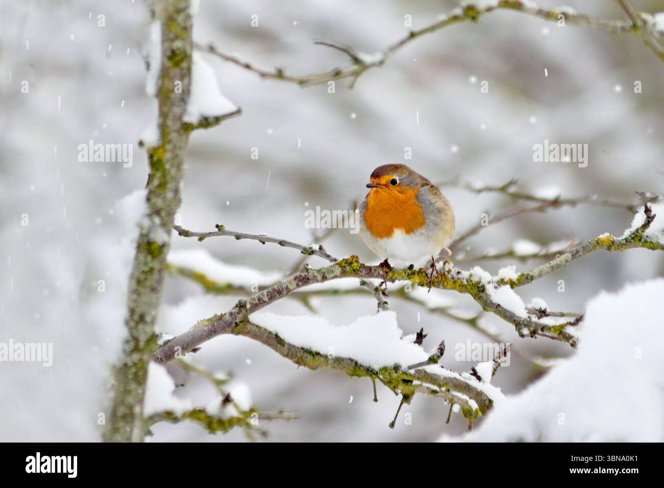 Oiseau solitaire hi-res stock photography and images - Alamy