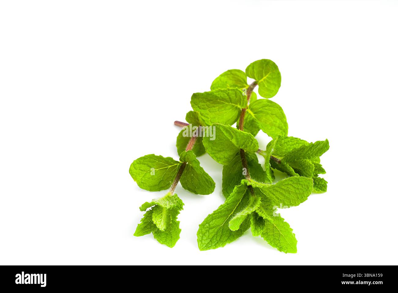 Top-down view of mint sprigs with lush leaves on white showcases their ...