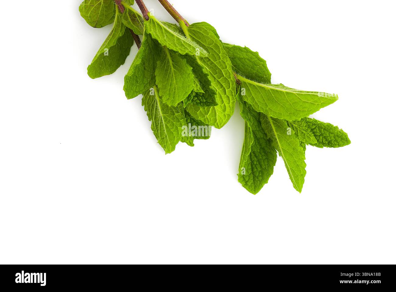 Fresh peppermint sprigs with plump green leaves lie on a smooth white ...
