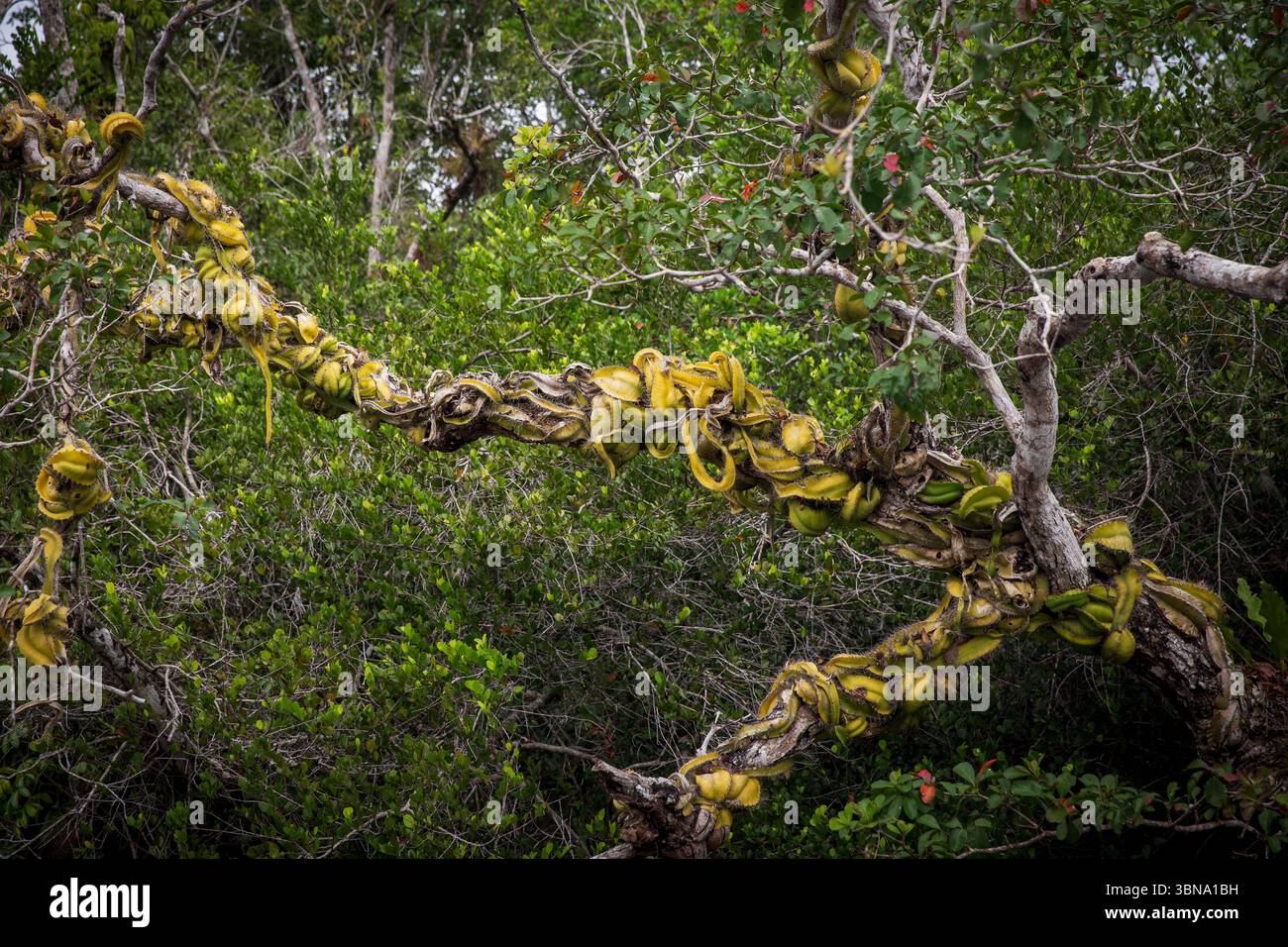 Epiphytic Cactus Plant wrapped around a branch Stock Photo - Alamy