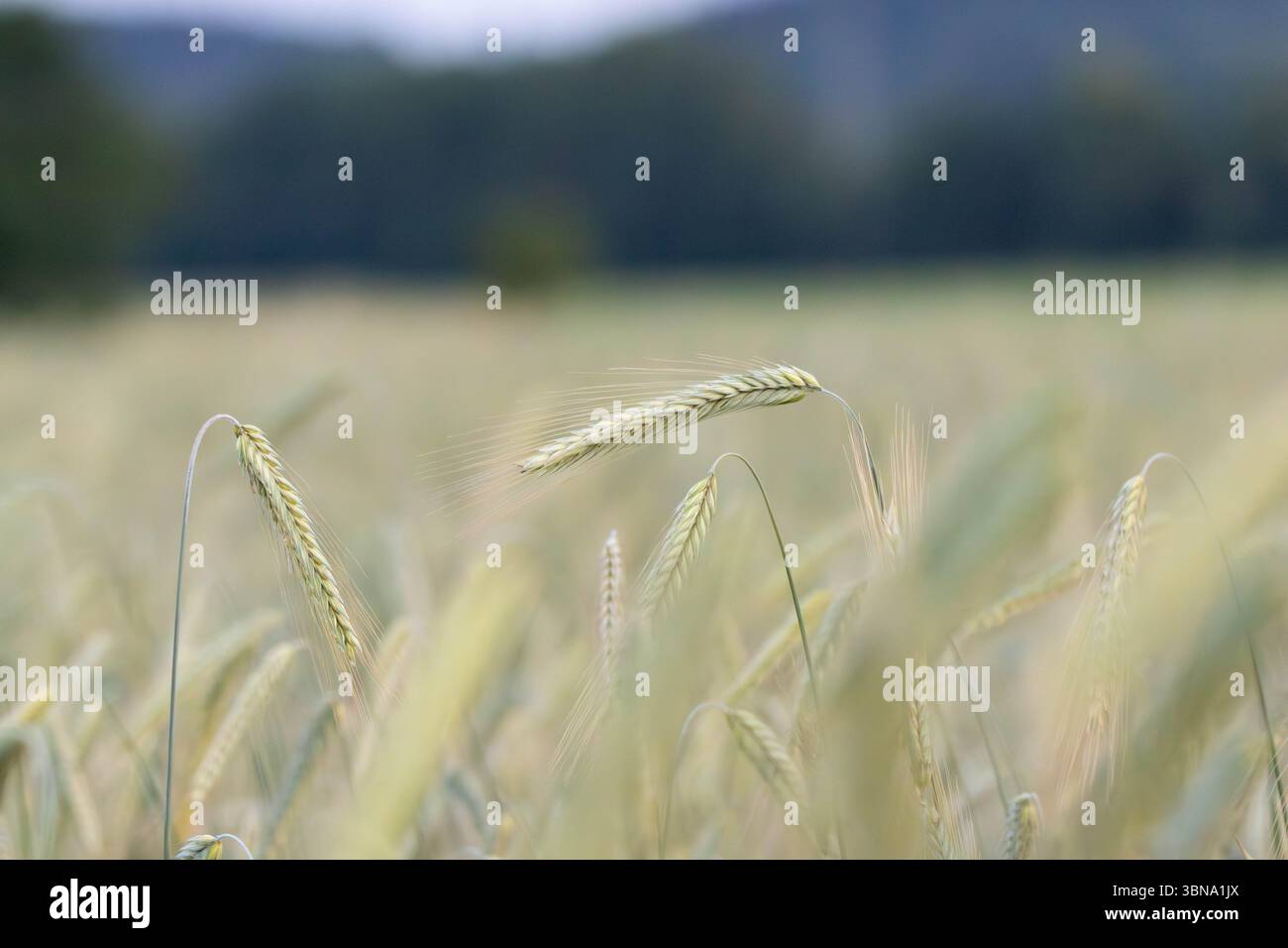 Close-up of ripening barley heads in a summer field, blurred background ...