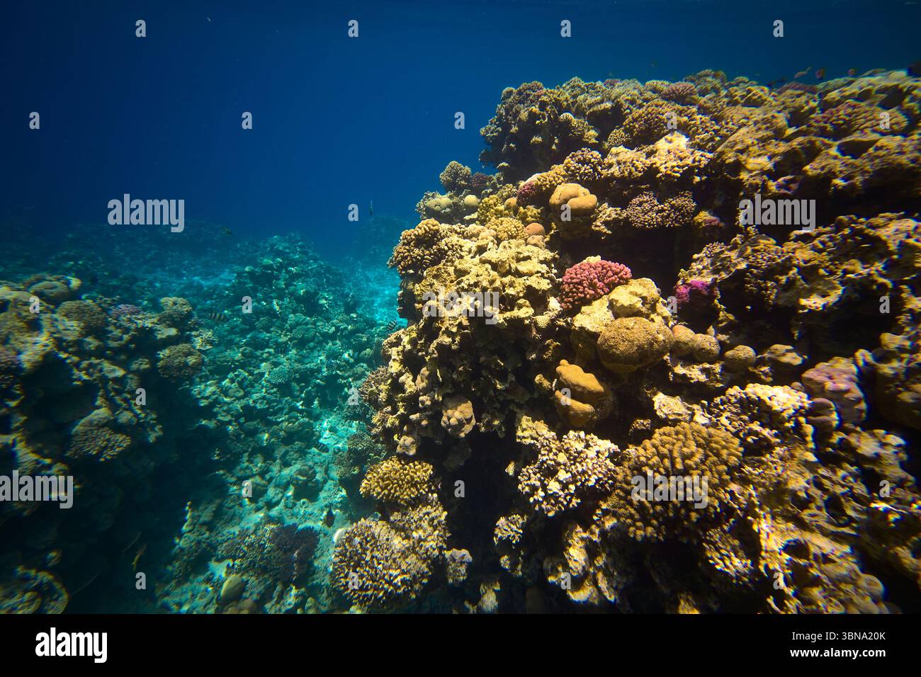 Tropical coral reef underwater colourful hi-res stock photography and ...