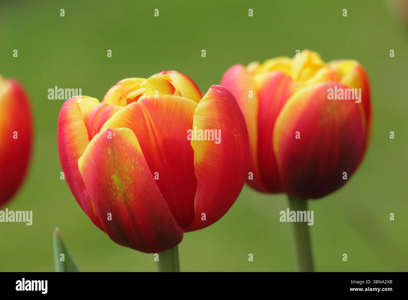 Tulipa 'Shell', tulip flower. Tulip 'Shell',a peony flowered, double ...