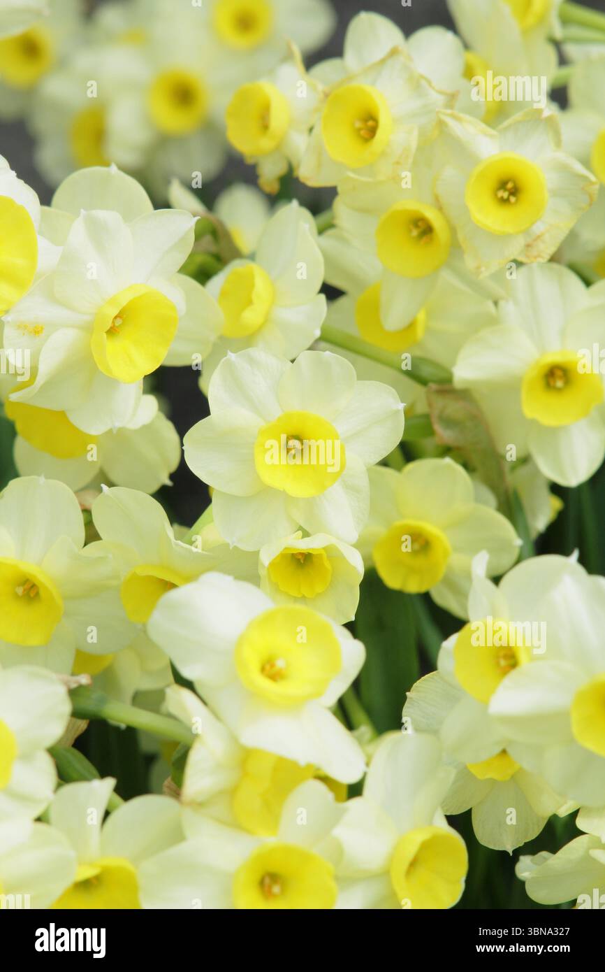 Narcissus Minnow dwarf multi headed daffodil displaying characteristic ...