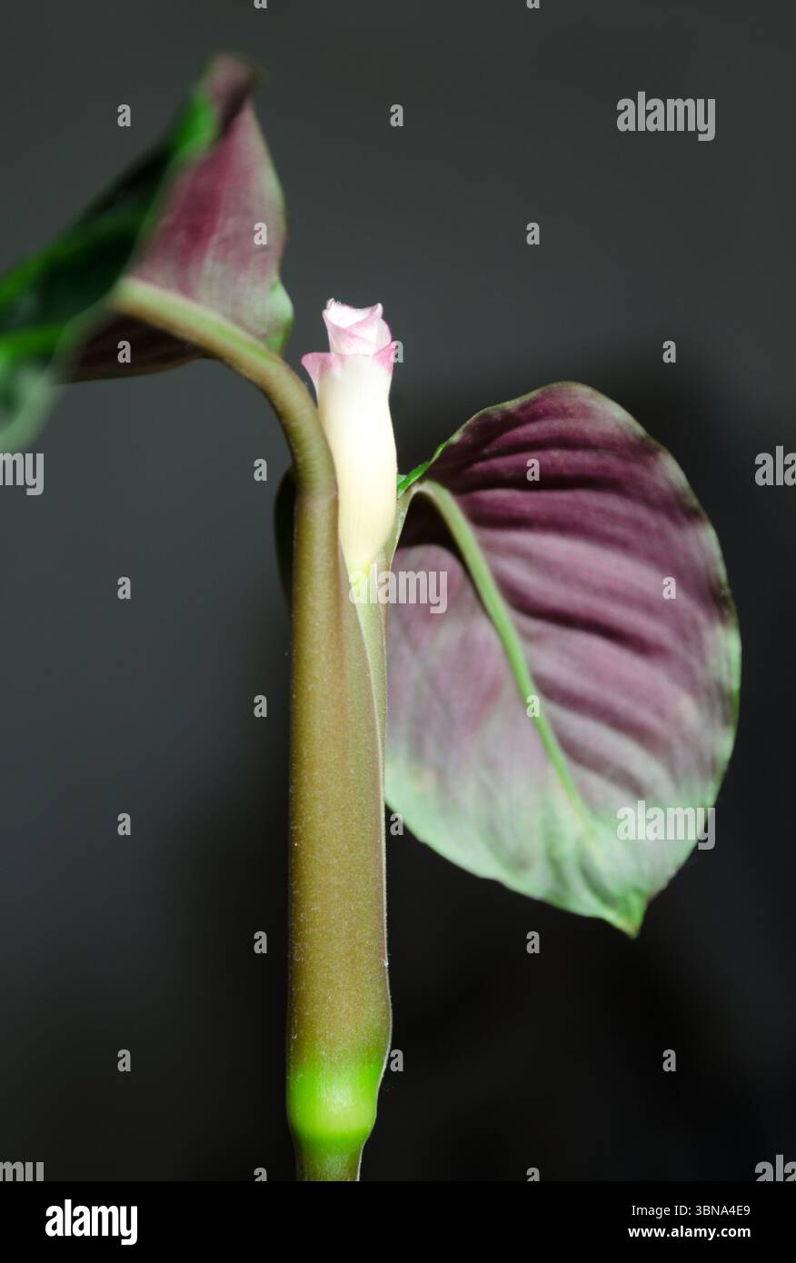Calathea genus hi-res stock photography and images - Alamy