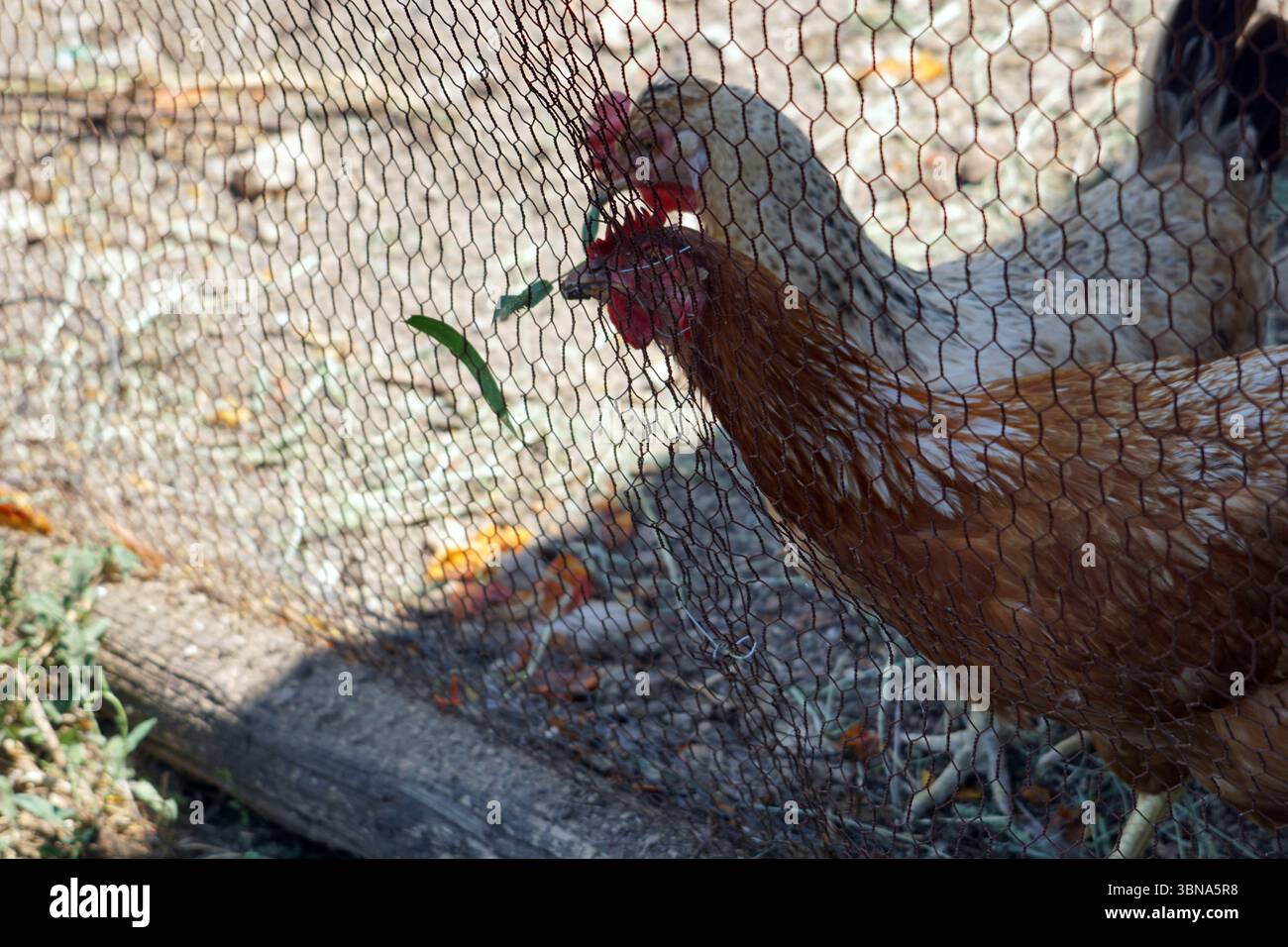 Two chickens, one brown and one white, pecking at the ground through a ...