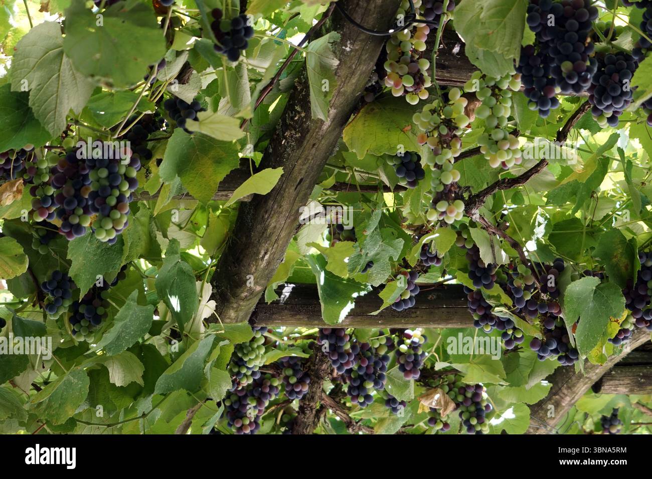 A vineyard with a wooden trellis structure supporting a lush canopy of ...