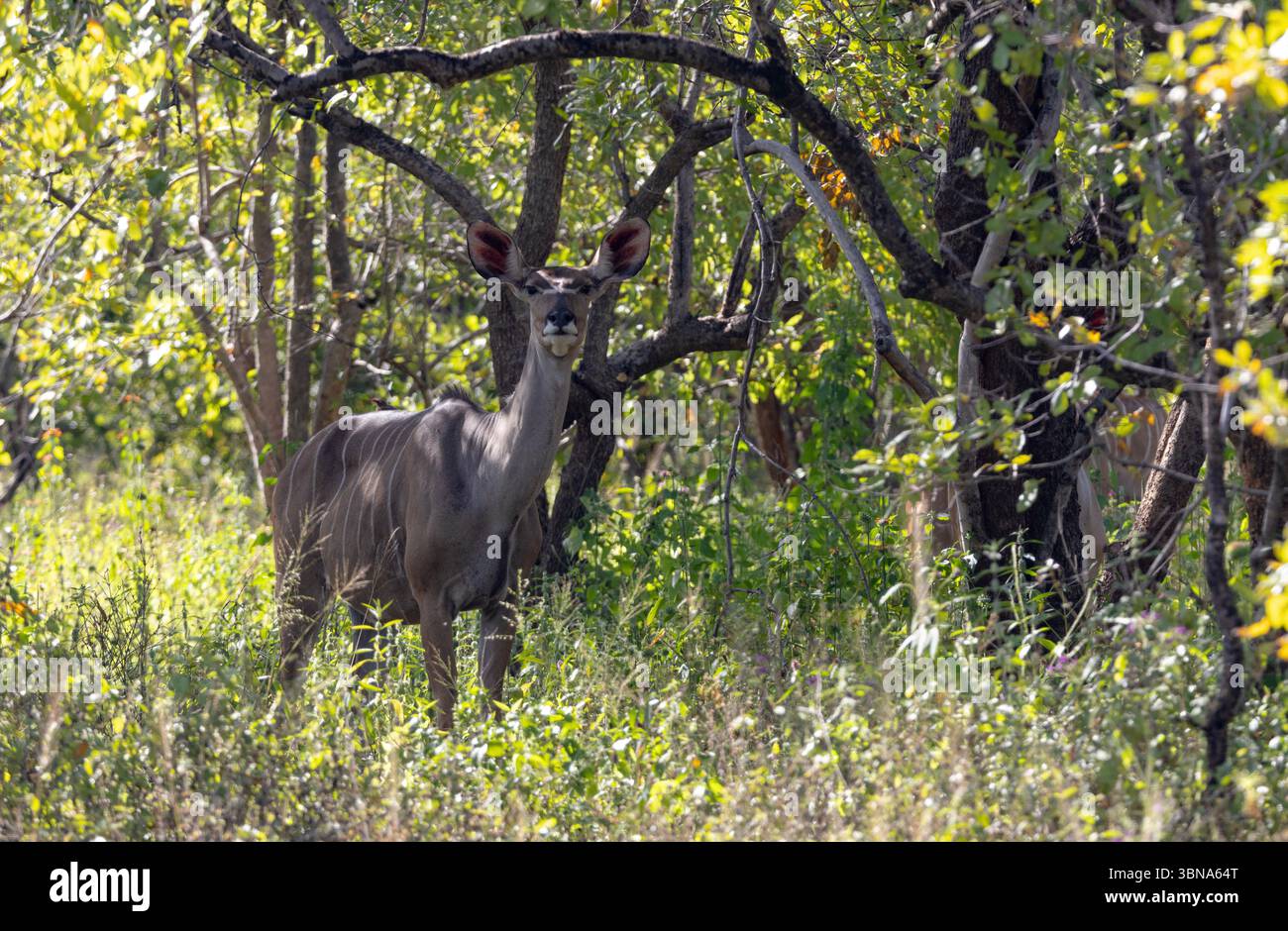 Spiral stares hi-res stock photography and images - Alamy