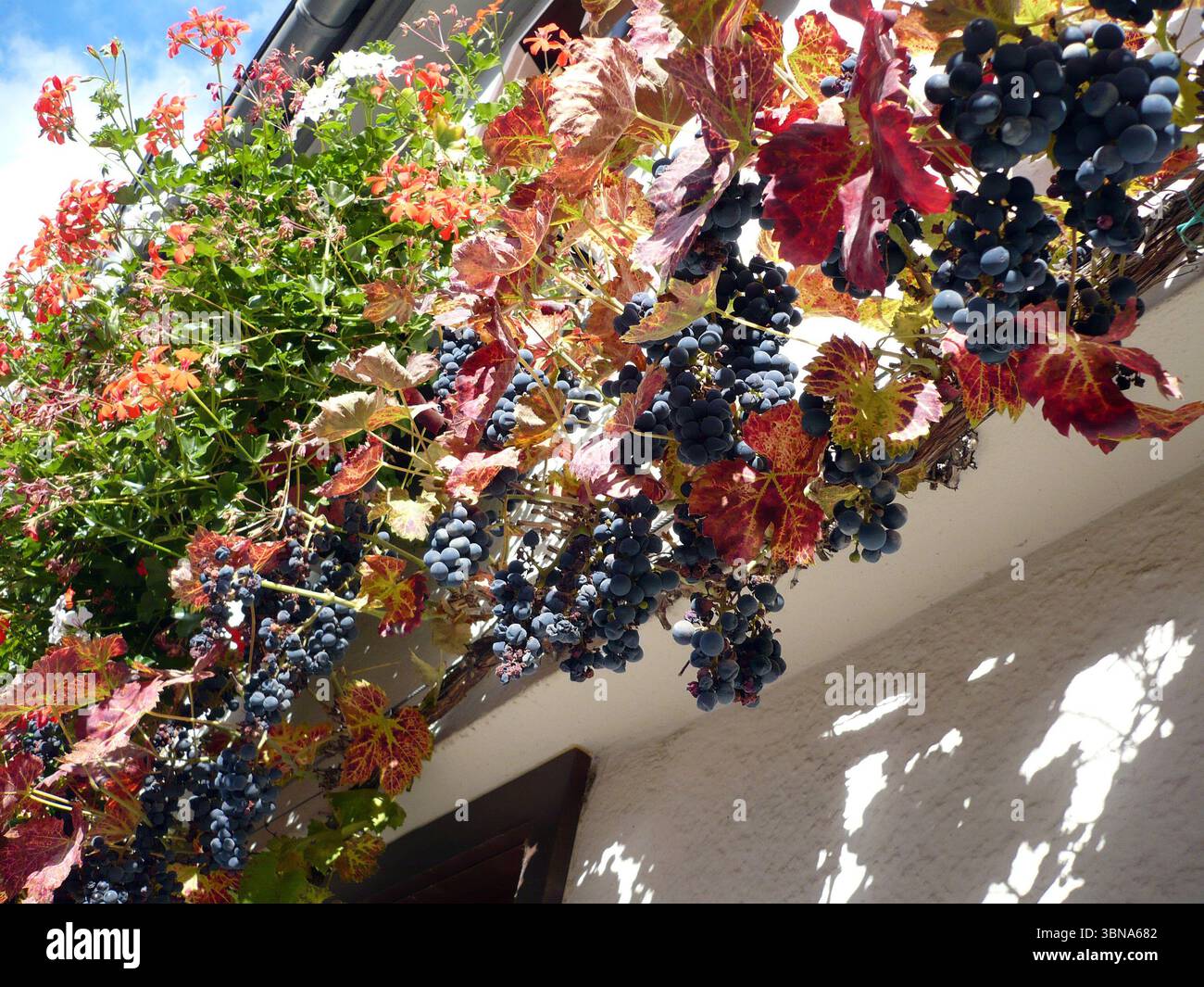 A vine with clusters of dark blue/purple grapes growing on a wall. The ...