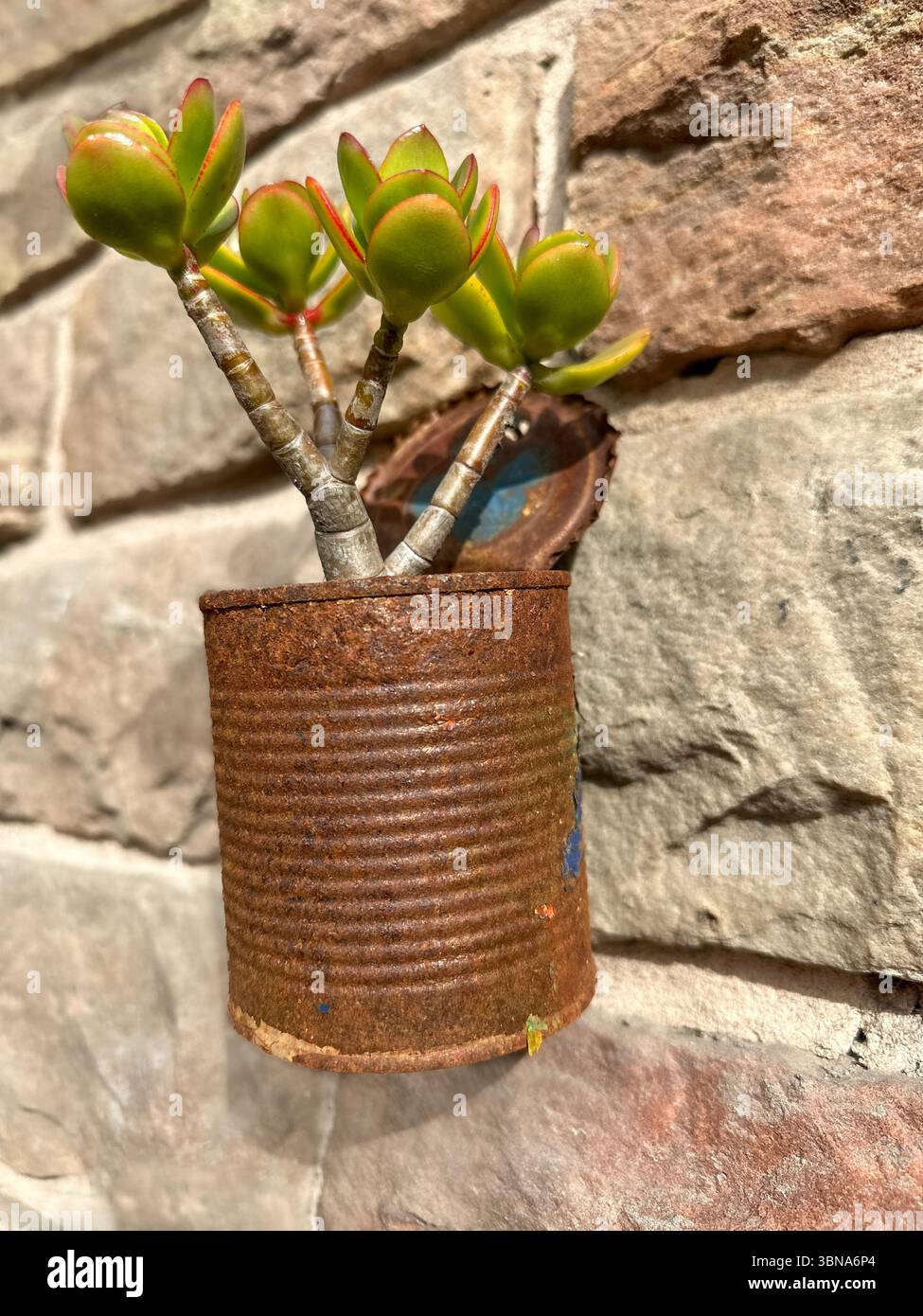 Creative upcycling idea showing old, rusty metal cans repurposed as ...