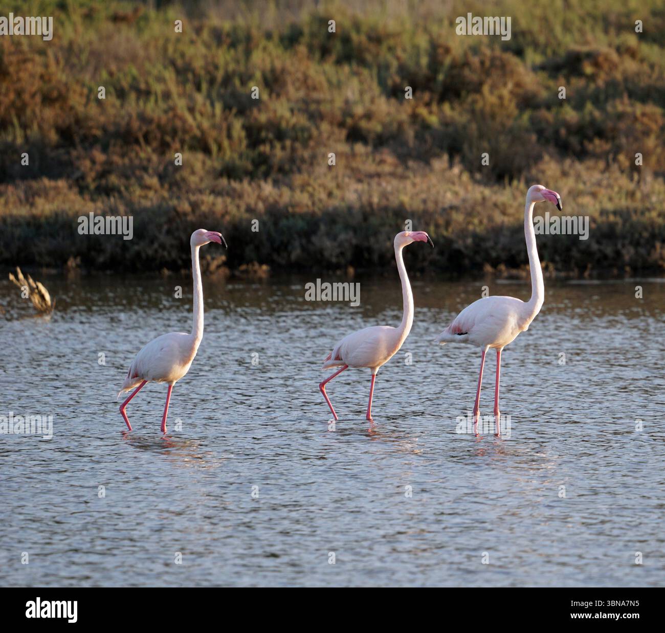 A group of pink flamingos standing in a shallow body of water. The ...