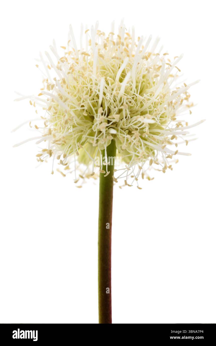 White leadtree flower isolated on white Stock Photo - Alamy