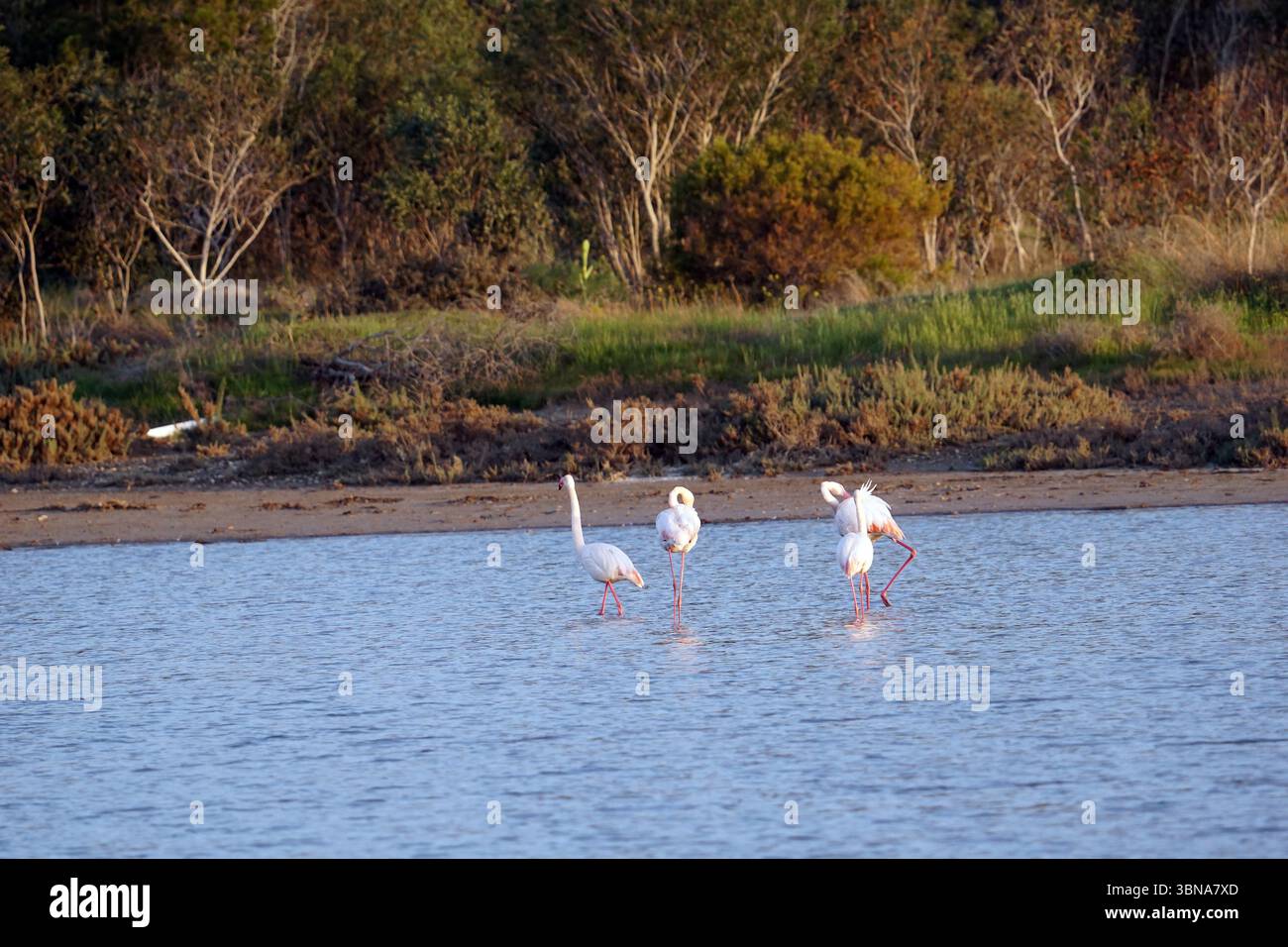 Four flamingos standing in a shallow body of water. The flamingos are ...