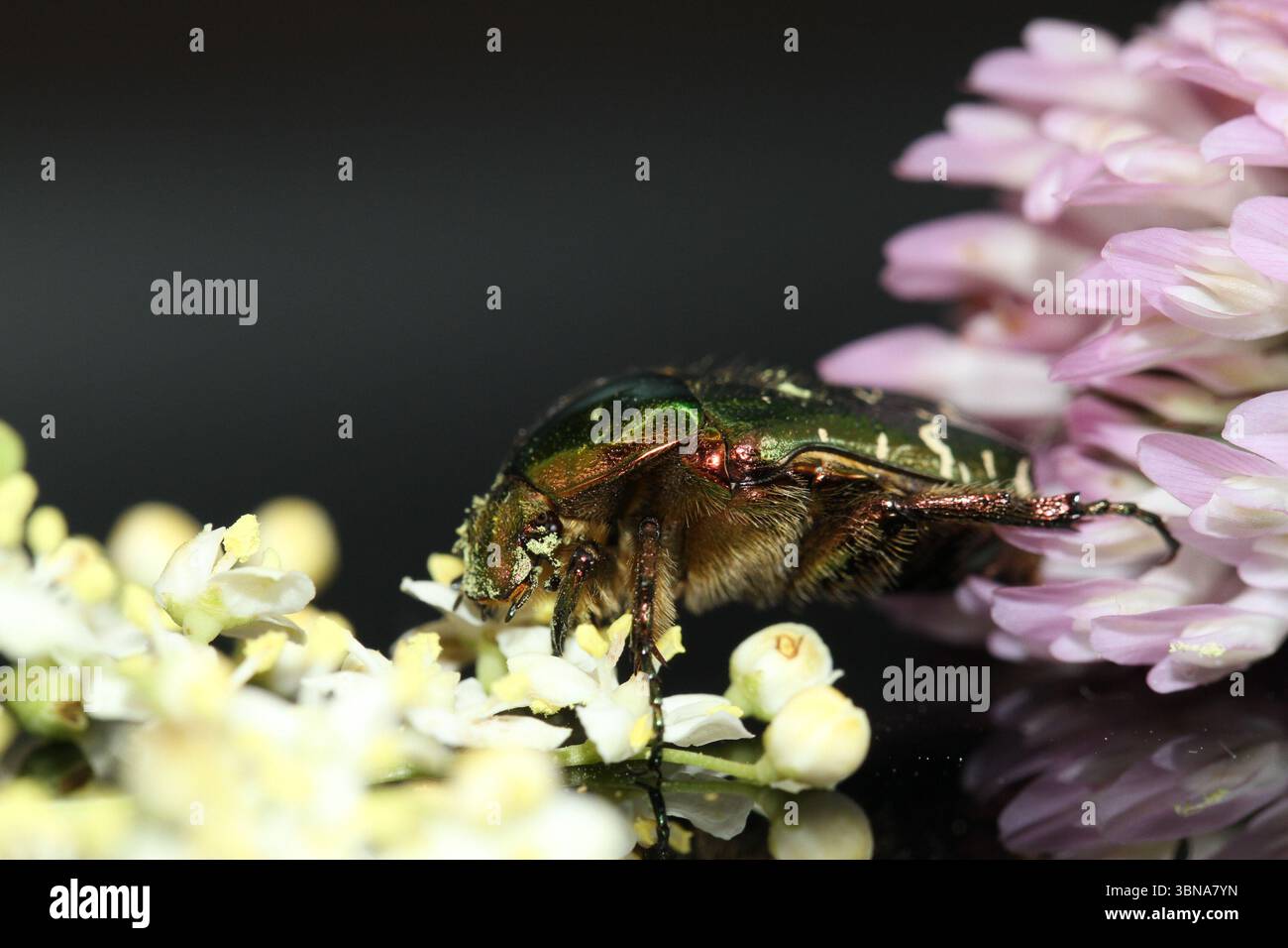 golden beetles feeding on flower pollen Cetonia aurata golden scarab ...
