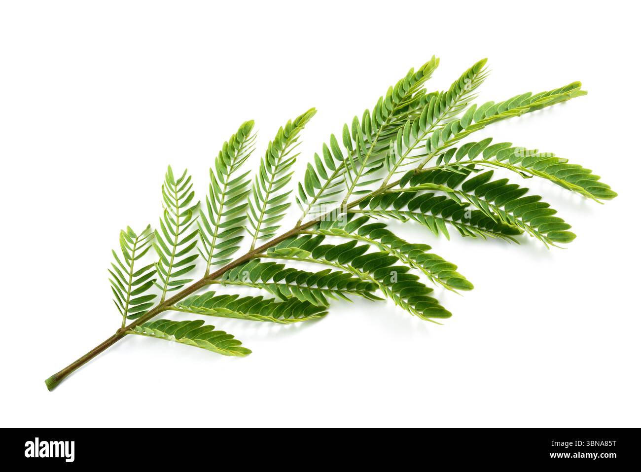 White leadtree leaf isolated on white Stock Photo - Alamy