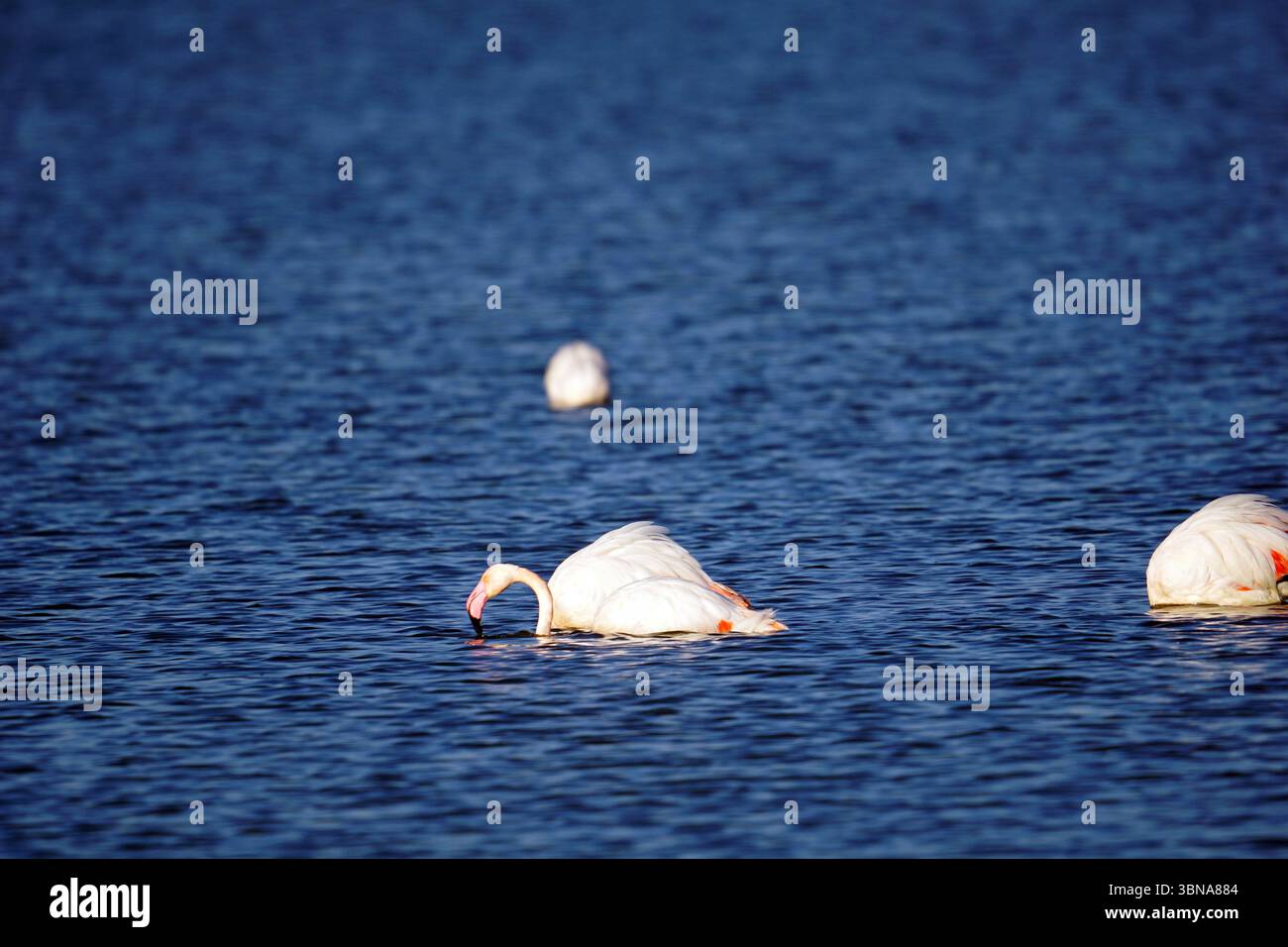 Three flamingos swimming in a body of water. The flamingo in the ...