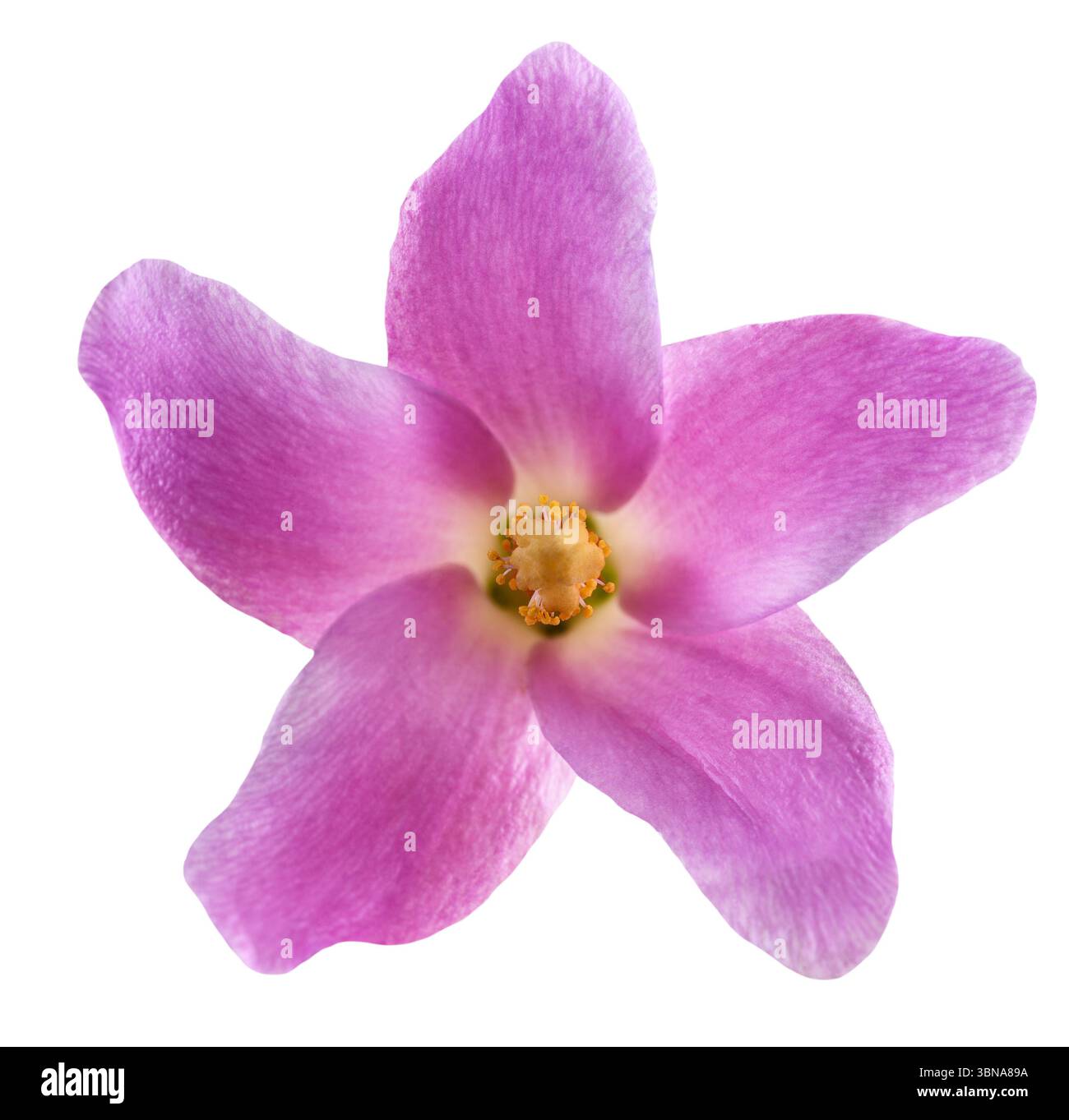 Queensland tree Cut Out Stock Images & Pictures - Alamy