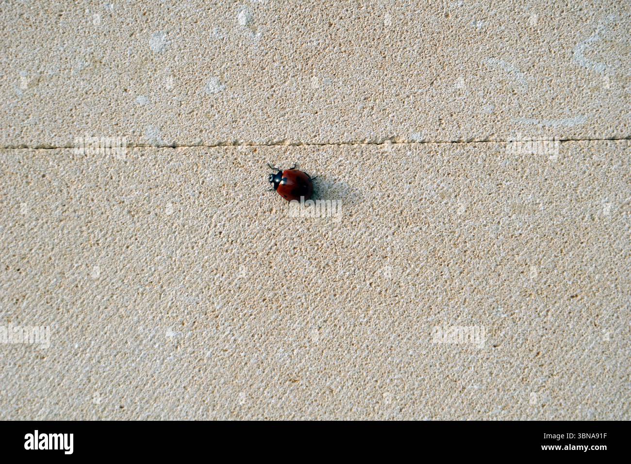 A small, dark red ladybug with black spots on a light beige, textured ...