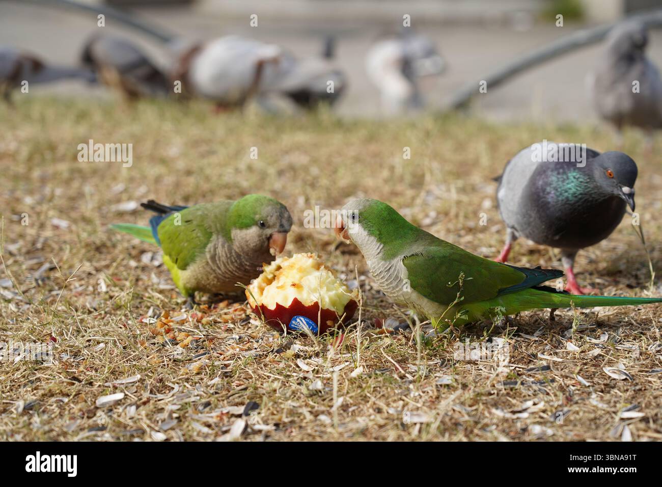 Wild parrots eating a bird in Barcelona Stock Photo - Alamy