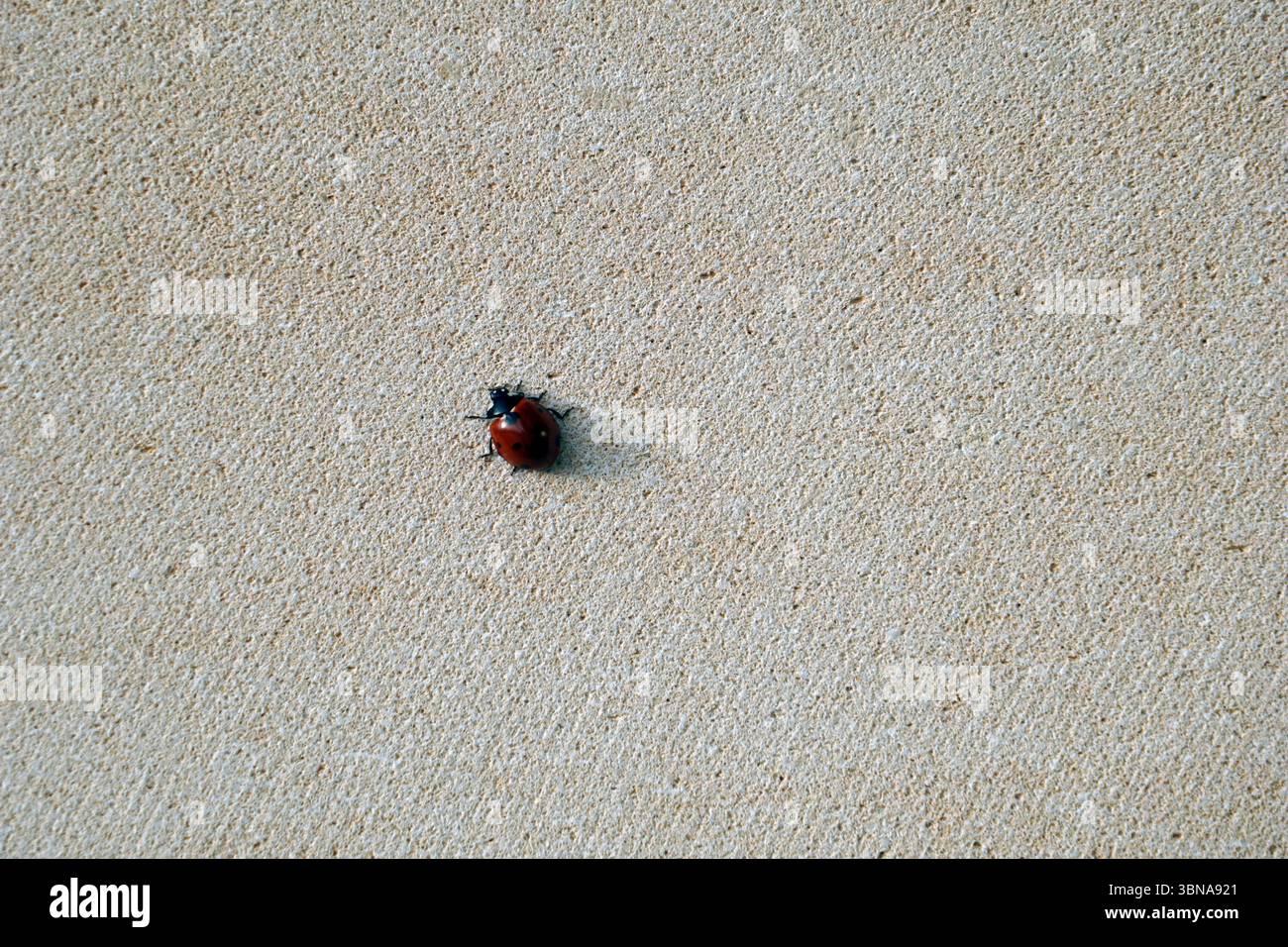 A small ladybug with a red and black body and a blue head, positioned ...