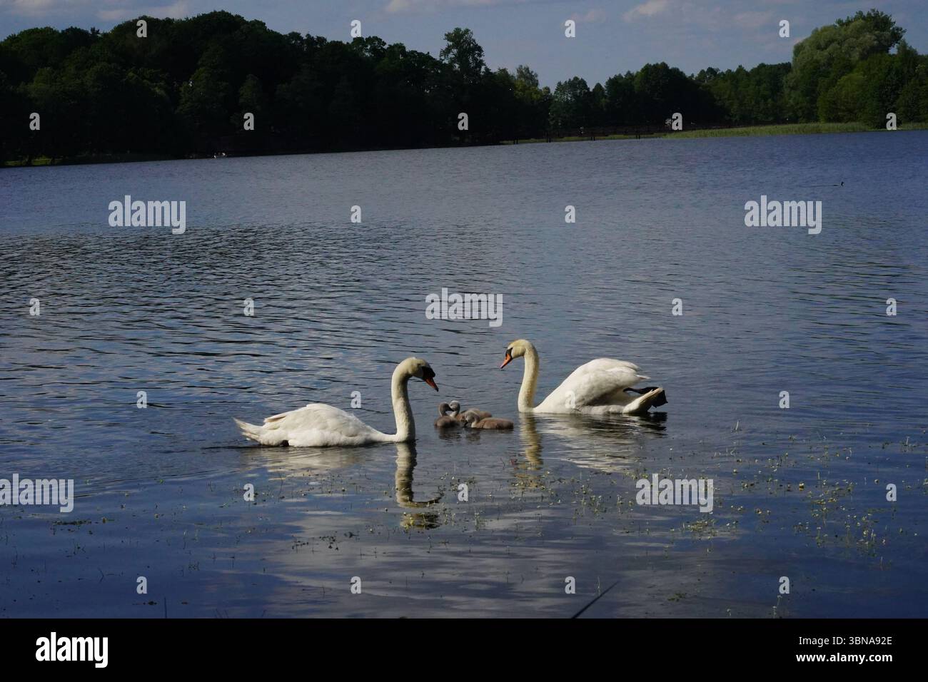 Swan family of birds hi-res stock photography and images - Alamy