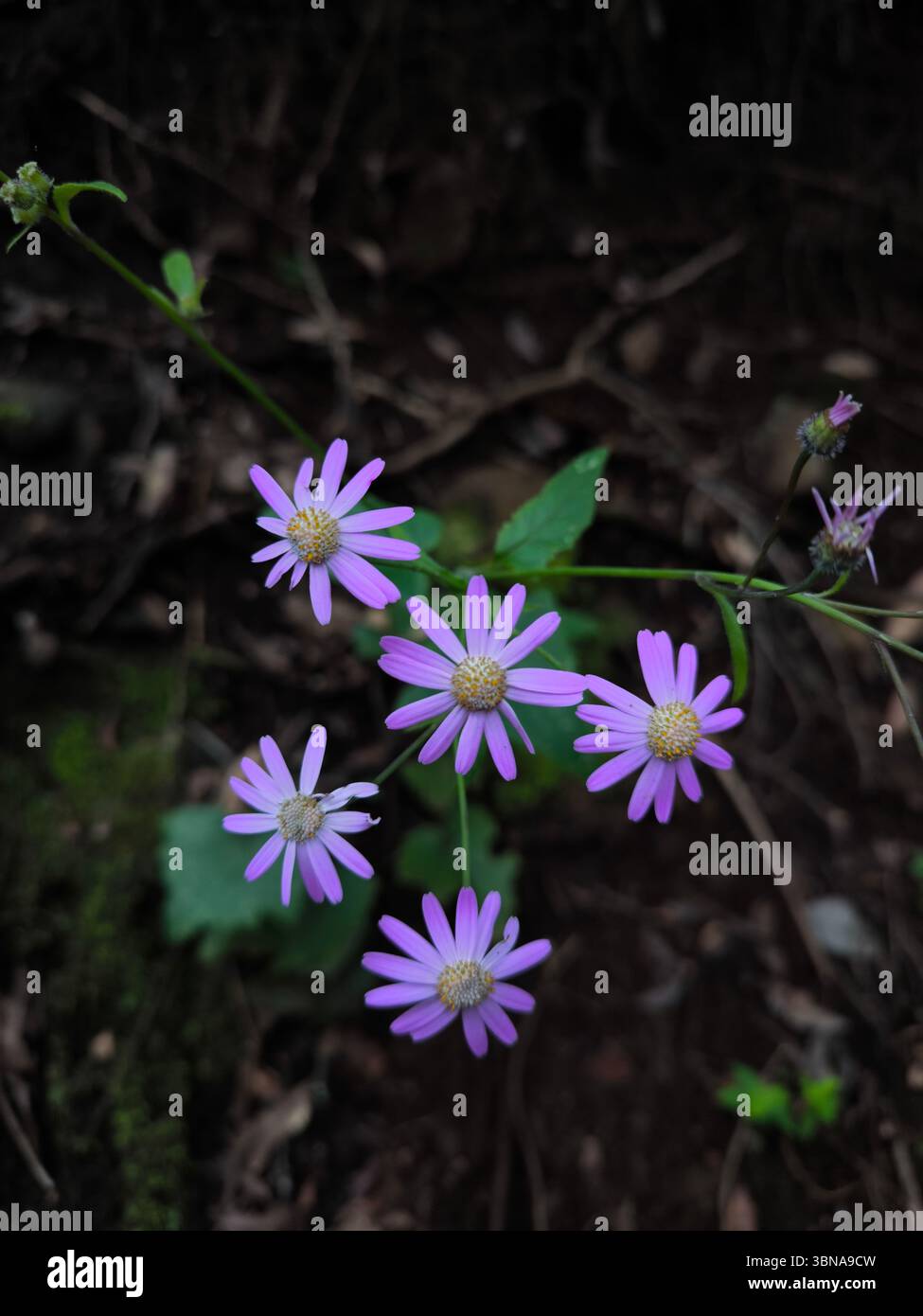 Daisy in forest hi-res stock photography and images - Alamy