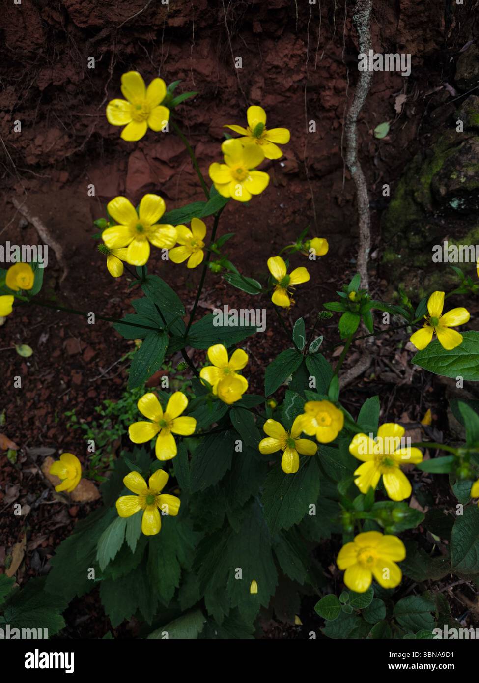 Blooming yellow forest flowers hi-res stock photography and images - Alamy