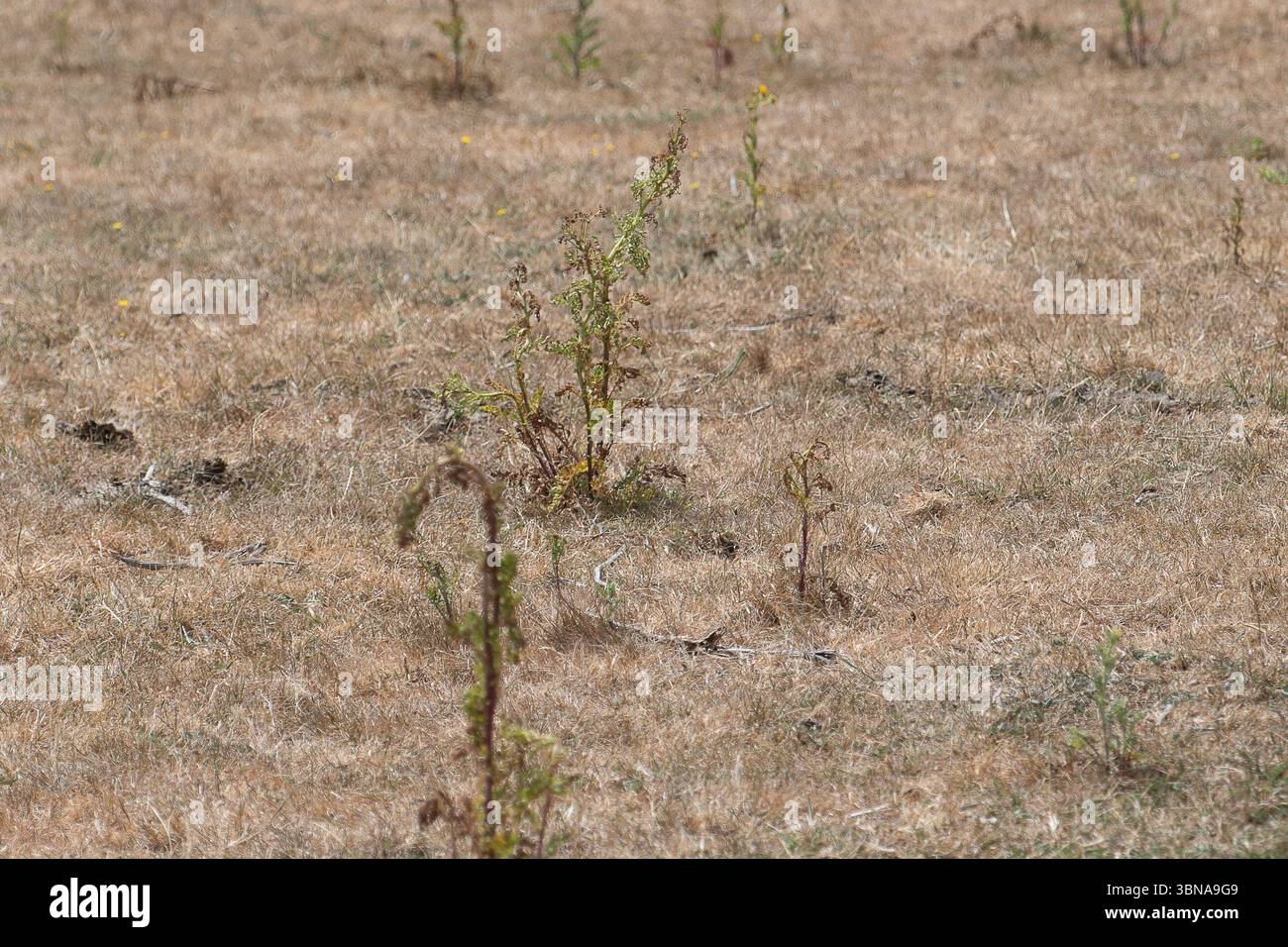Dorney, UK. 1st July, 2025. The only thing growing on Dorney Common ...