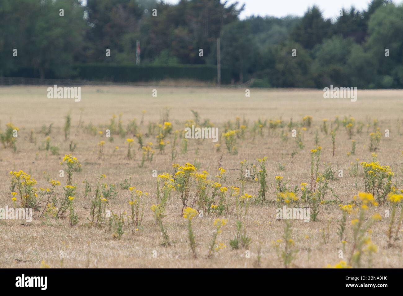 Dorney, UK. 1st July, 2025. The only thing growing on Dorney Common ...