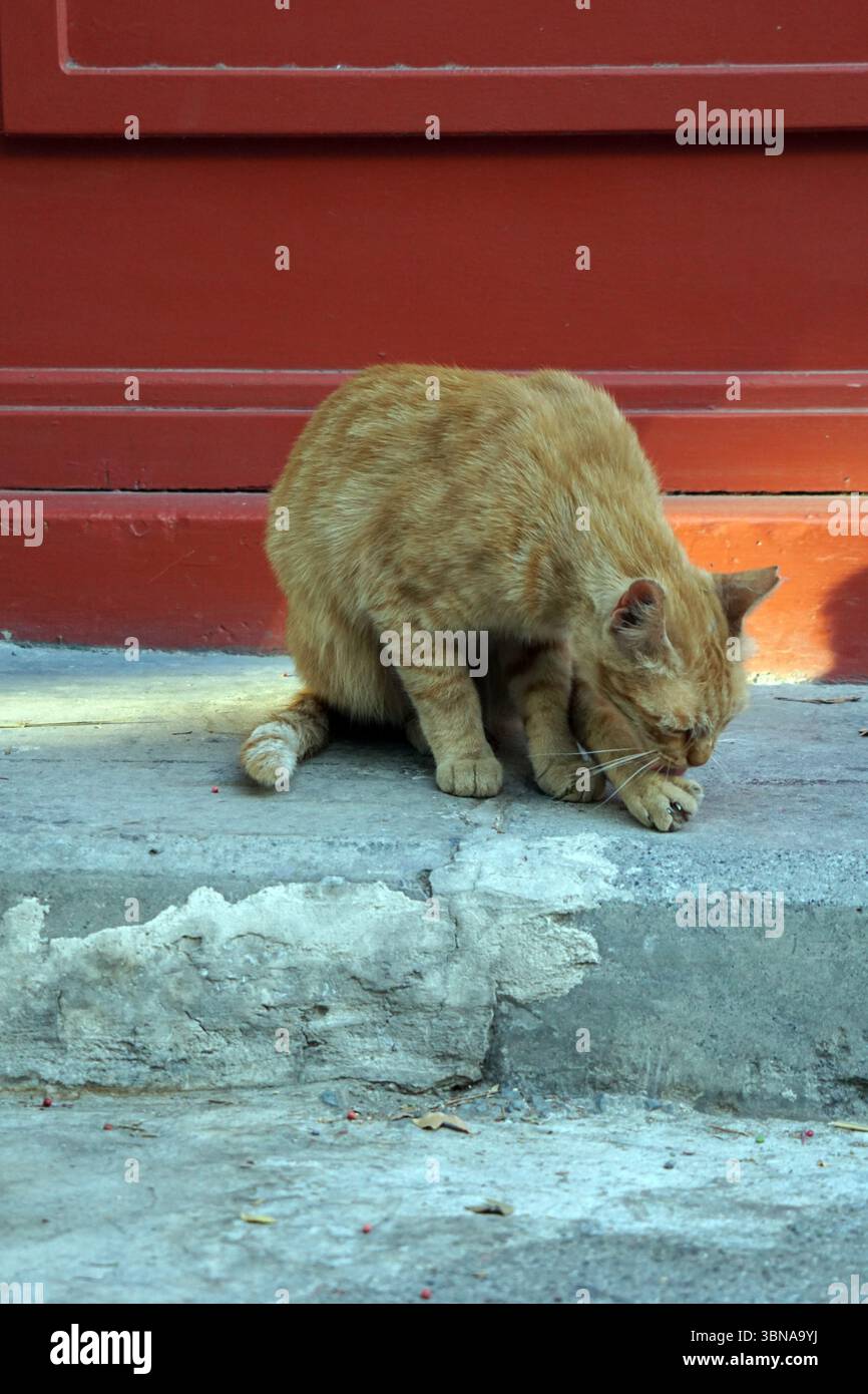A ginger cat is sitting on a concrete step in front of a red door. The ...
