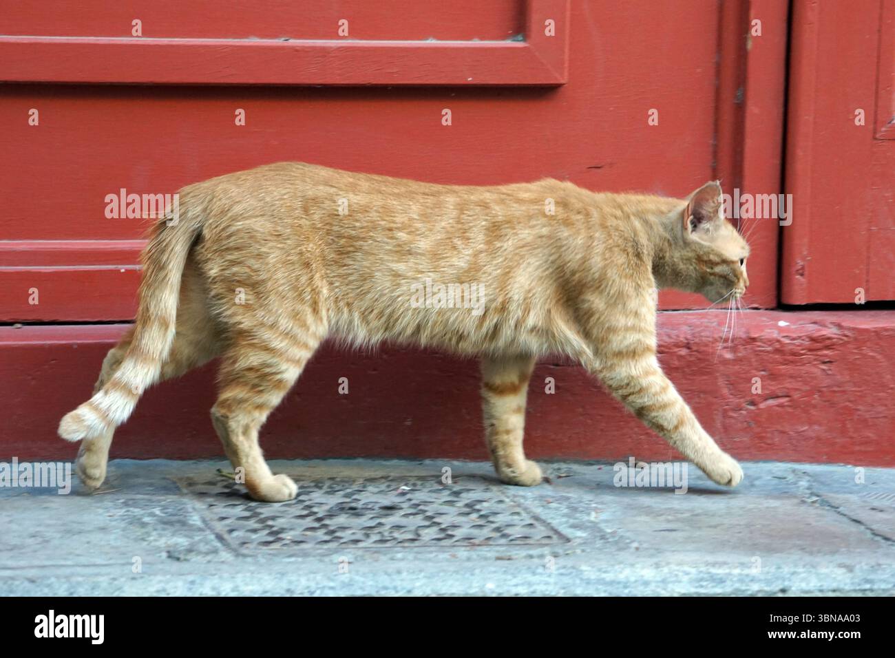 Red cat walking on concrete hi-res stock photography and images - Alamy