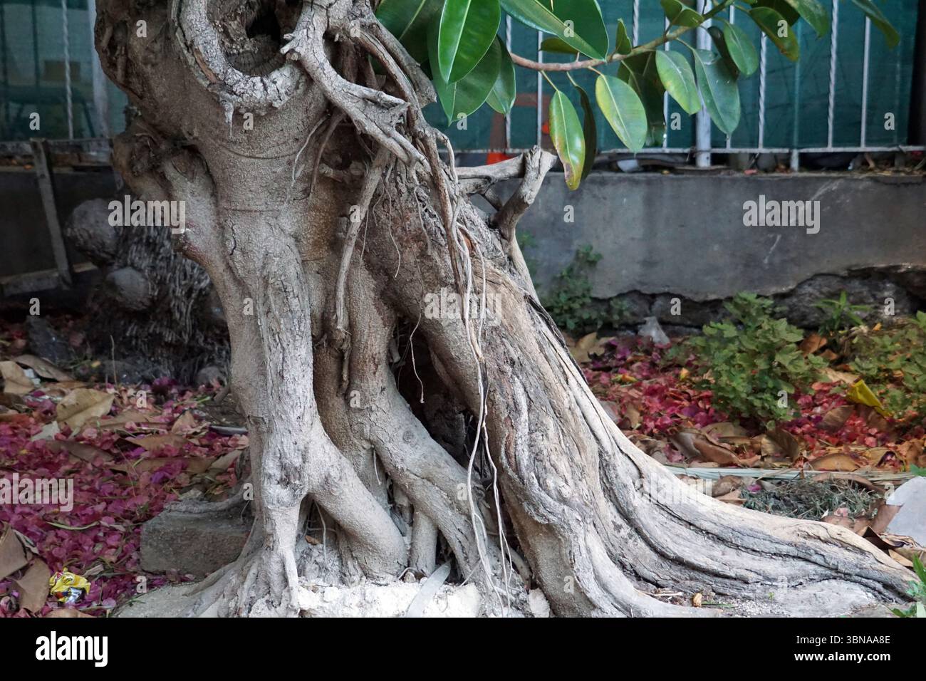 Plants complex root system hi-res stock photography and images - Alamy