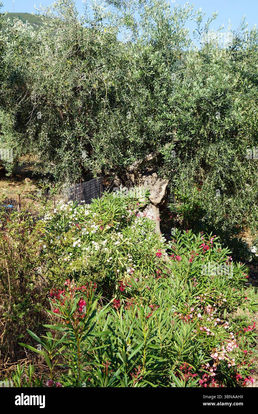Olive trees behind stone fence hi-res stock photography and images - Alamy