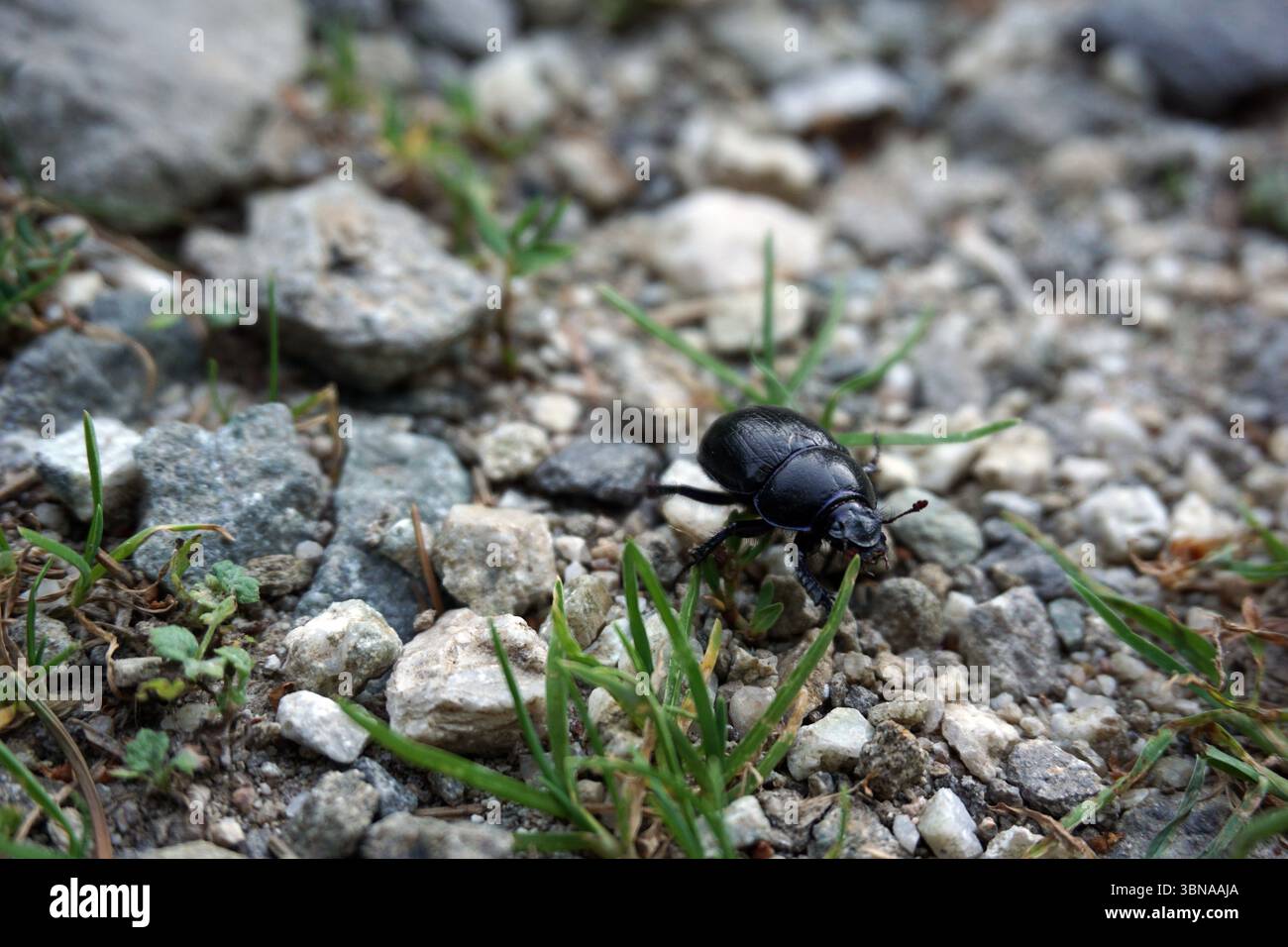 Shiny black exoskeleton hi-res stock photography and images - Alamy