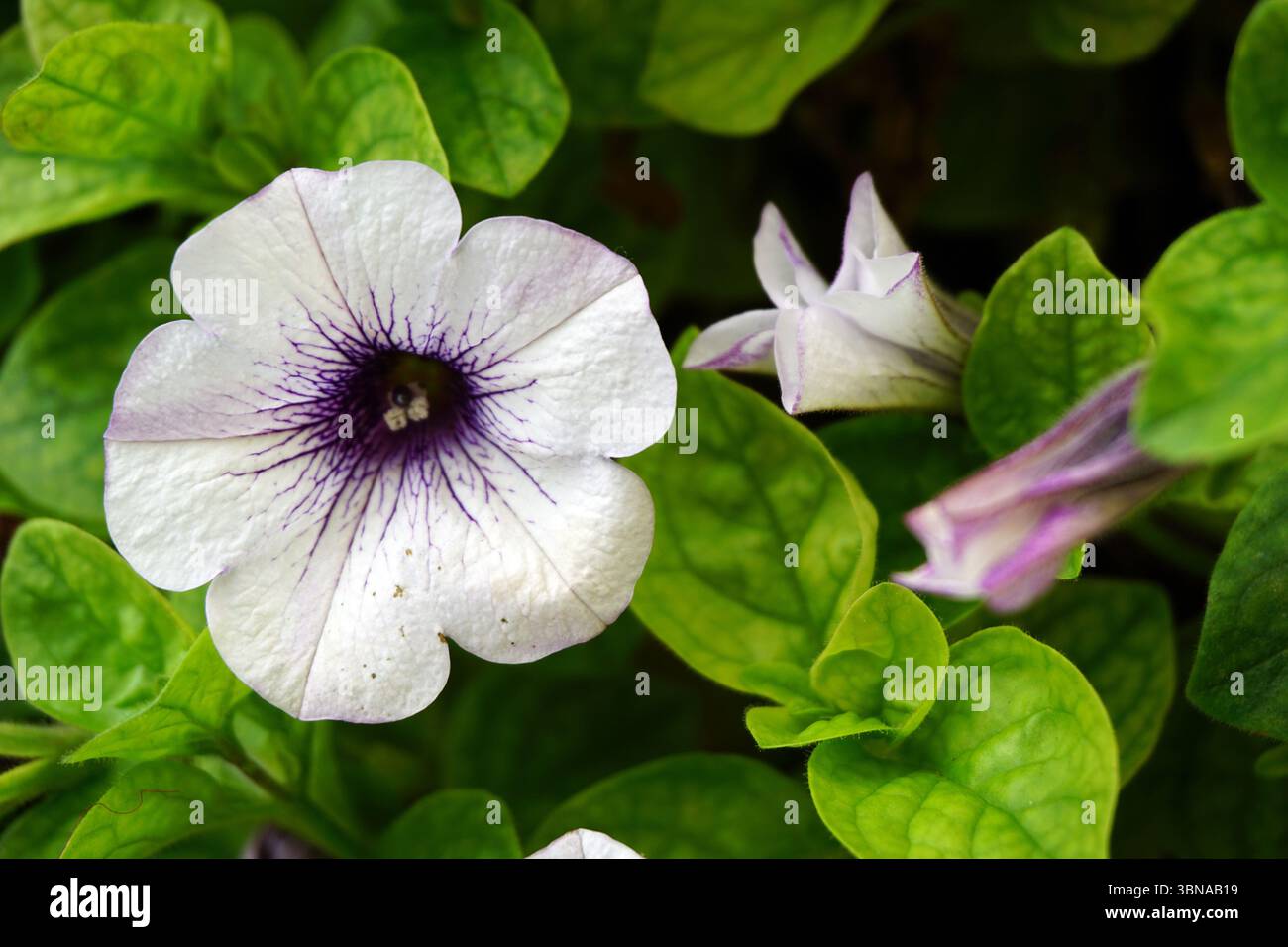 A close-up view of a white petunia flower with a purple center ...