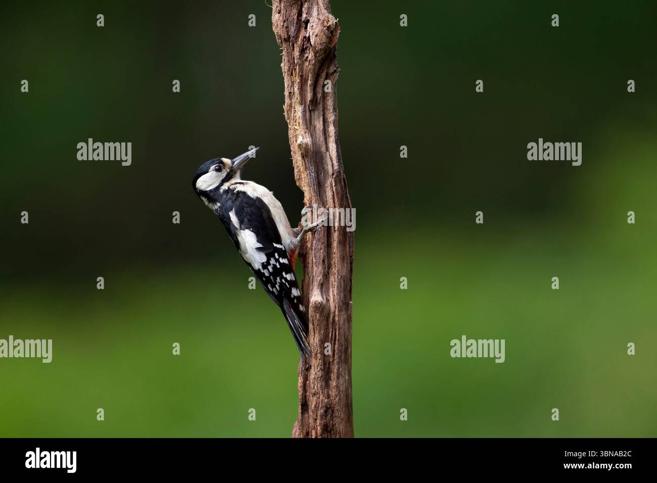 Female great spotted woodpecker, Dendrocopos major, climbing up a ...