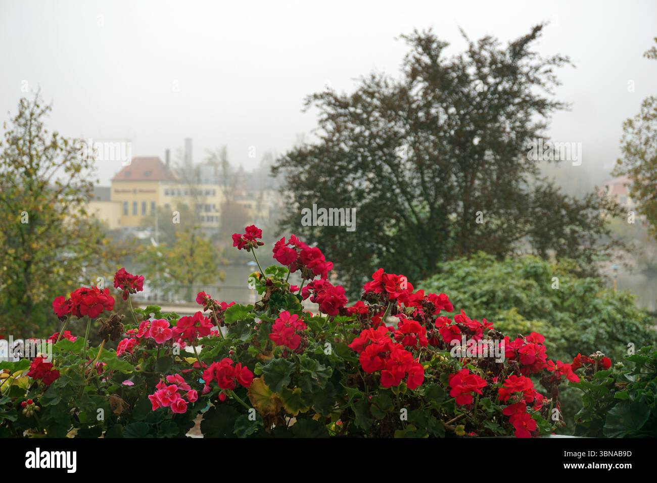 Wertheim, At the confluence of the Main and Tauber rivers in Baden ...