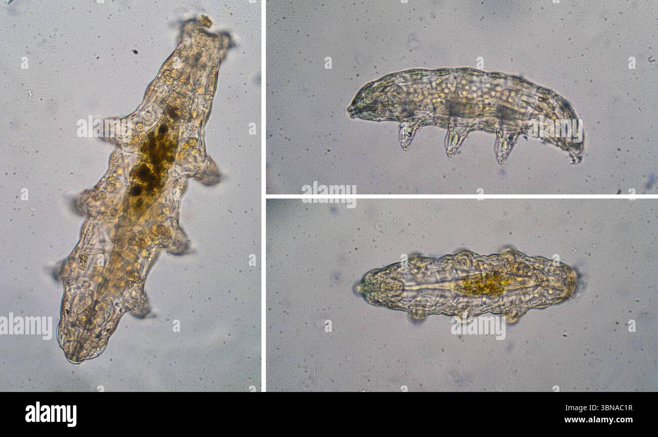 Microscopic view of tardigrades, extremophile animals also called water ...