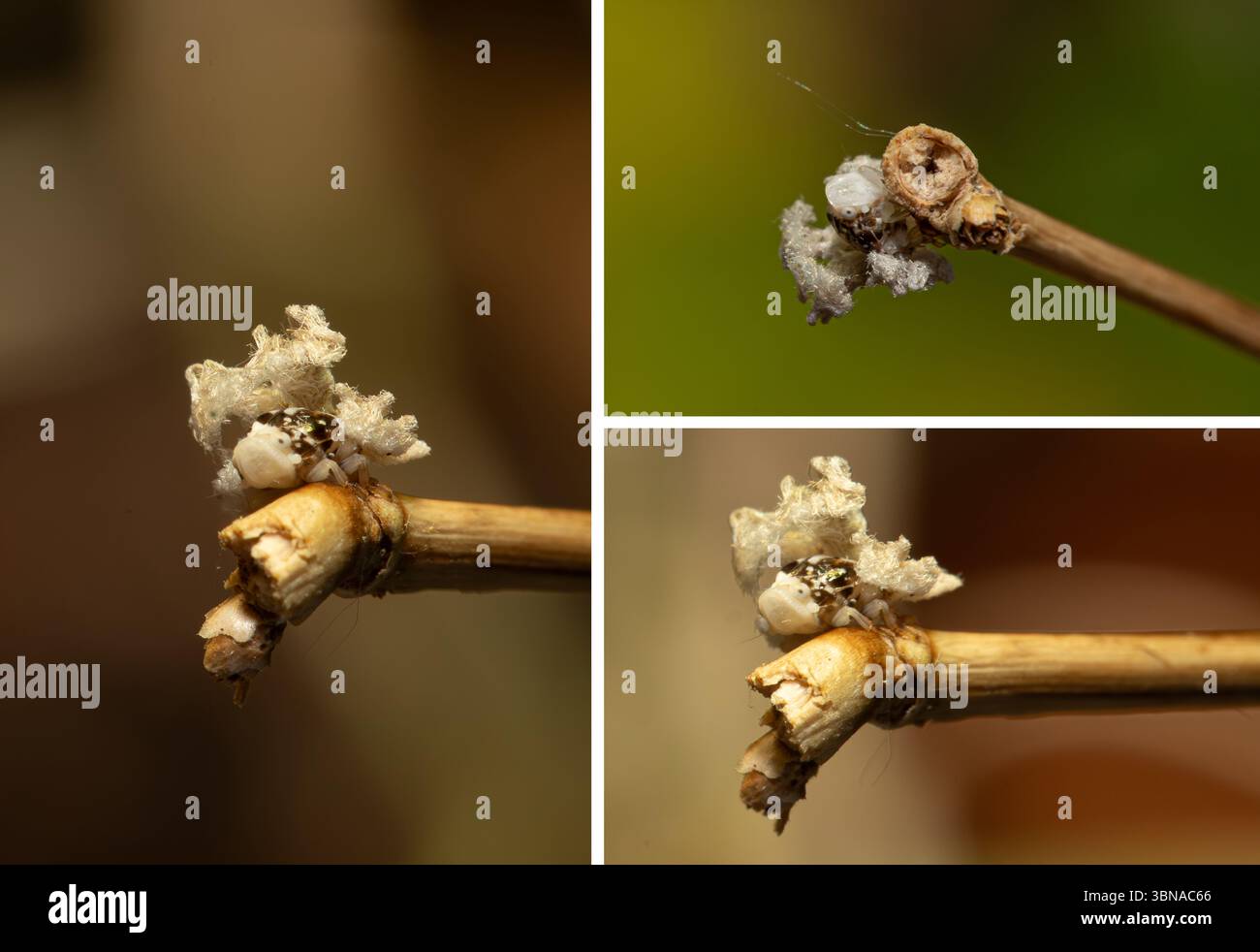 Planthopper covered with white wax hi-res stock photography and images ...
