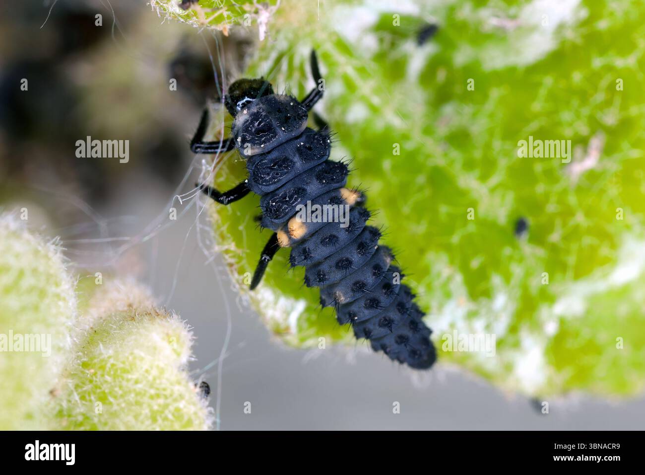 Lady beetle larvae hi-res stock photography and images - Alamy
