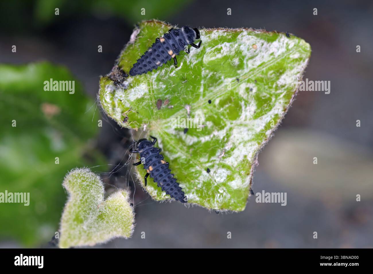 Lady beetle larvae hi-res stock photography and images - Alamy