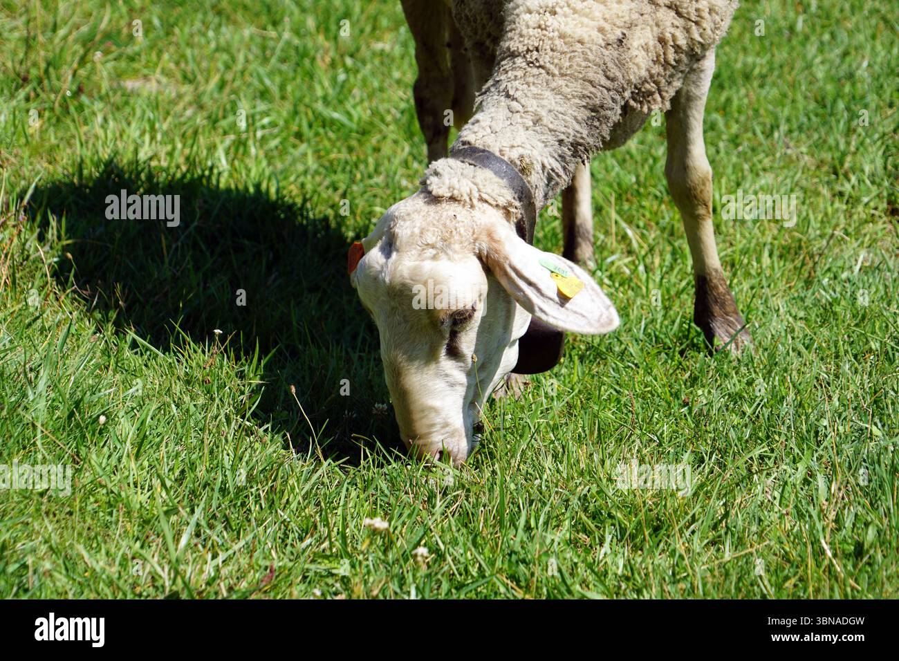 Black white dirty sheeps grazing hi-res stock photography and images ...