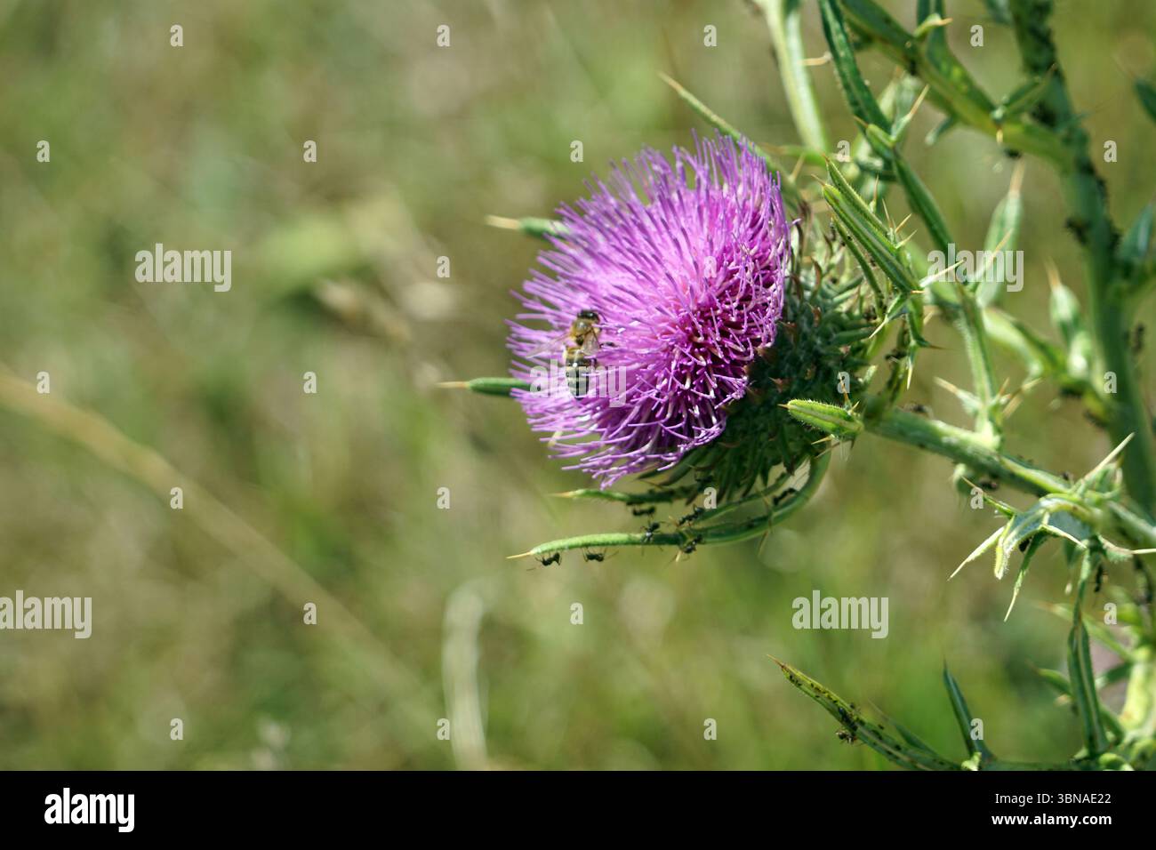 Bee ants on plant stems hi-res stock photography and images - Alamy